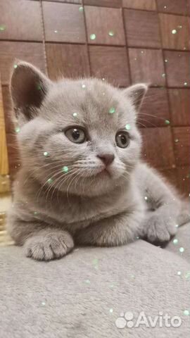 Британские котята