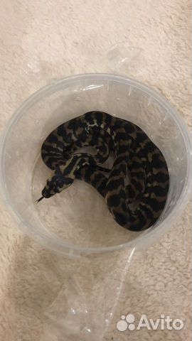 Змея ковровая