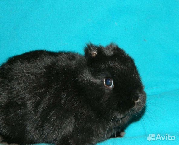 Декоративный карликовый кролик