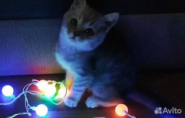 Кот-полу британец