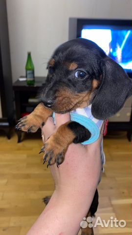 Такса кроличья