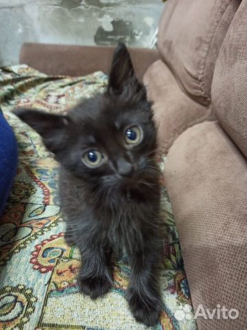 Котенок в добрые руки