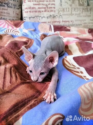 Котёнок сфинкс (канадский), девочка, 1.5 месяца