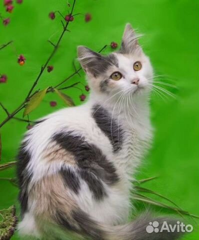 Кошка породы Турецкий Ван в добрые руки