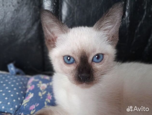 Очаровательная девочка