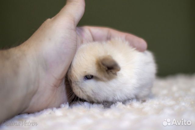 Очаровательные сиамские крольчата