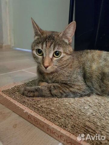 Кошка в дар