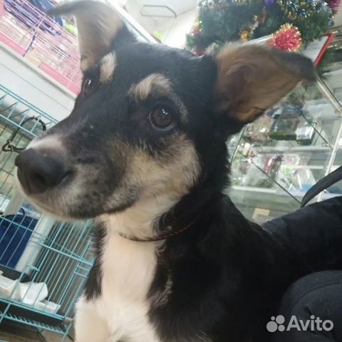 Чудесная Умка в добрые руки