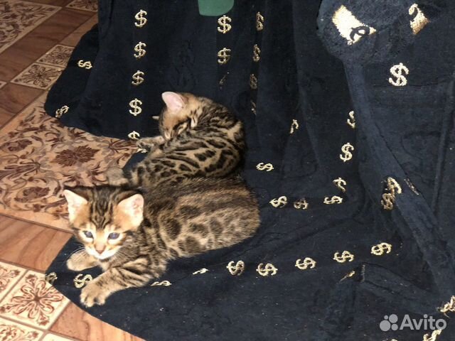 Бенгальские котята рождественские