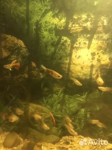 Аквариумные рыбы