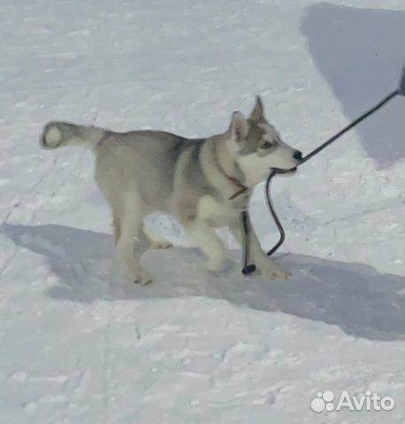 Щенки сибирской хаски