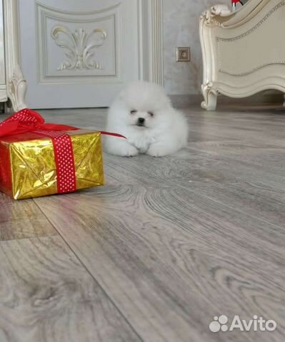 Мишка девочка помераночка