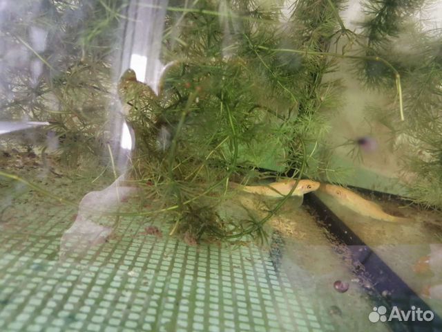 Водорослеед жёлтый геринохейлус