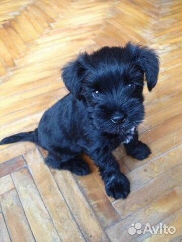 Эксклюзивные малыши