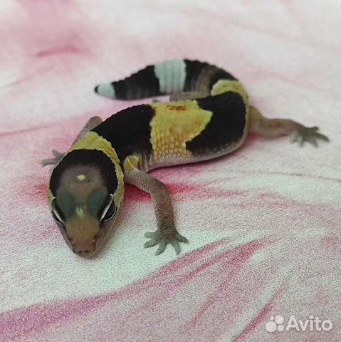 Гемитеконикс