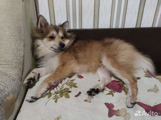 Немецкий шпиц