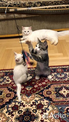Котята