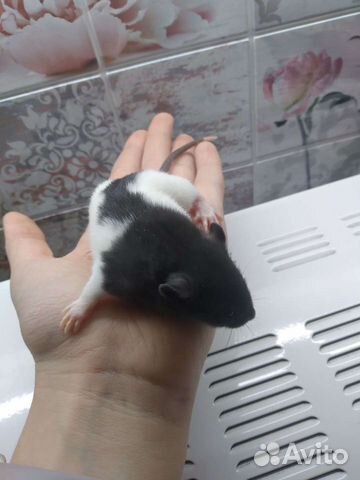 Декоративная крыса