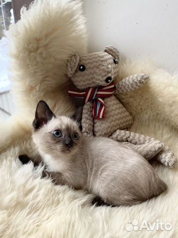 Котенок меконгского бобтейла мини (скиф-той-боб)