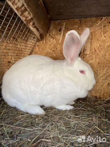 Кролихи Белый великан
