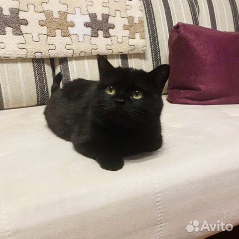 Нельсон в заботливые руки