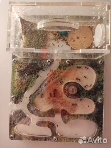 Отдам муравьёв