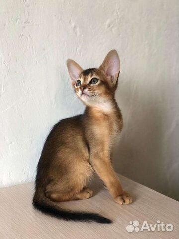 Аби котята с документами