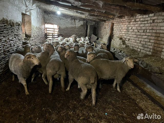 Бараны на мясо