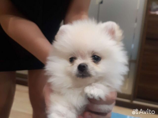 Померанский шпиц мини девочка