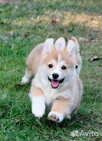 Вельш-корги пемброк