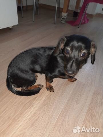 Джек рассел