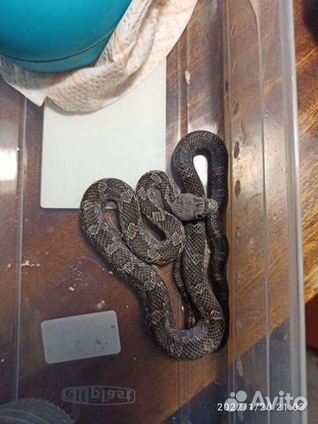 Змея, полоз