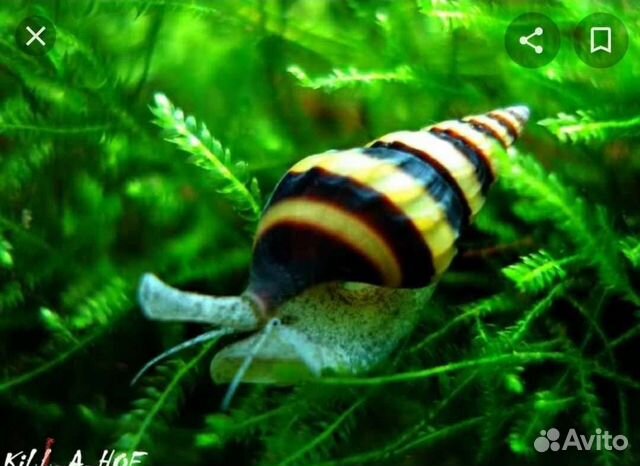 Улитка Хелена