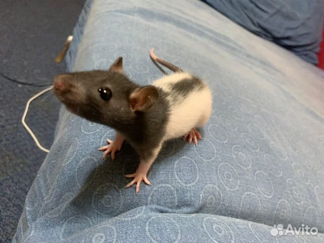 Отдам Крысенка (Самовывоз )