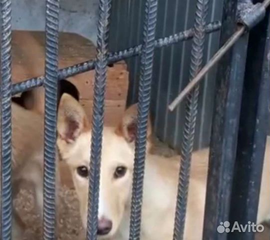 Заберите меня из вольера