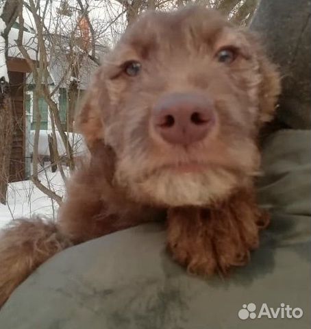 Шоколадный щенок Нюша