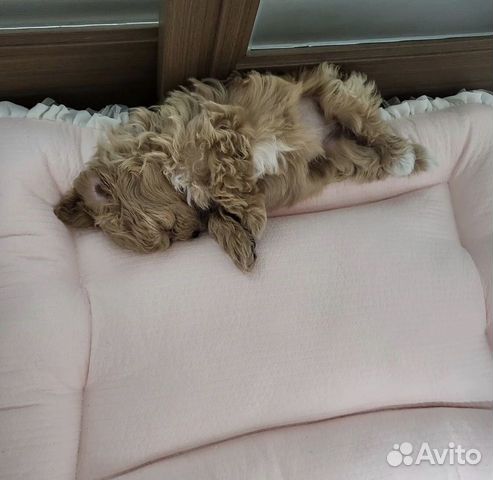 Мальтипу f1 mini корейский типаж elite reserv