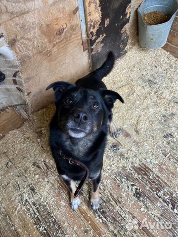 Маленький пёсик ищет добрые руки