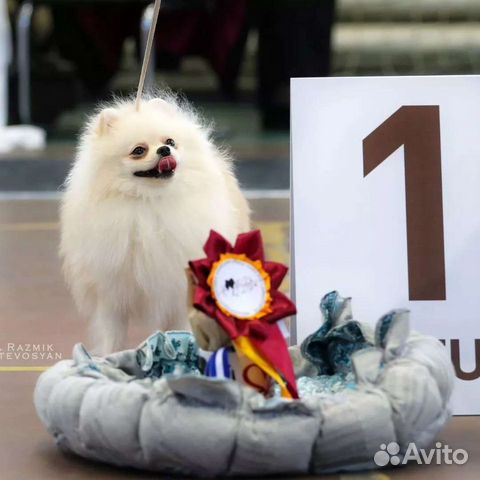 Мини кобели на вязку