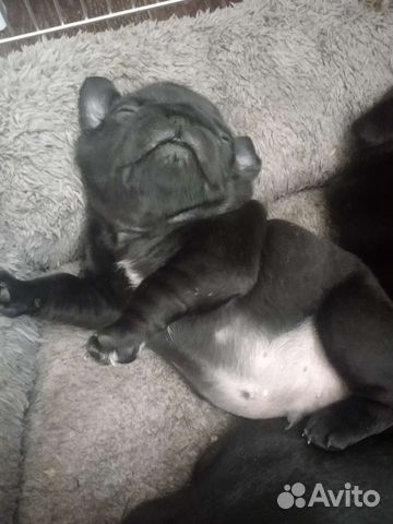 Шикарные щеночки черного мопсика.РКФ с отличной ро