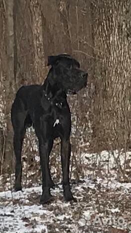 Немецкий дог