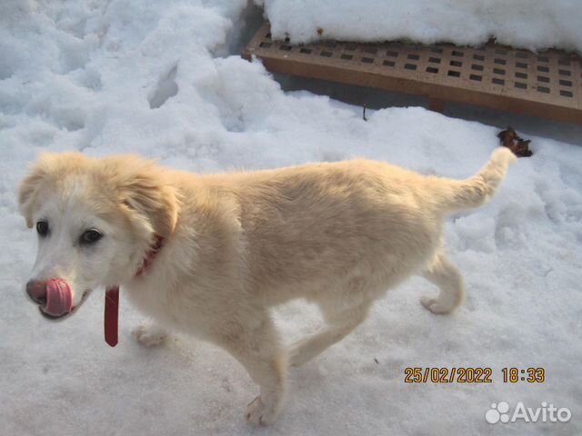 Отдам в добрые руки домашних щенков