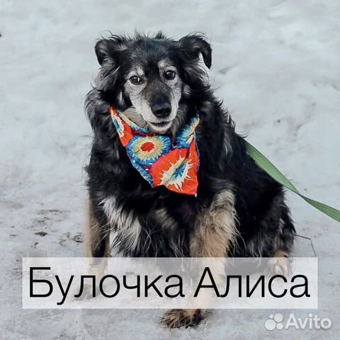 Алиса, я готова быть рядом, отдам в хорошие руки