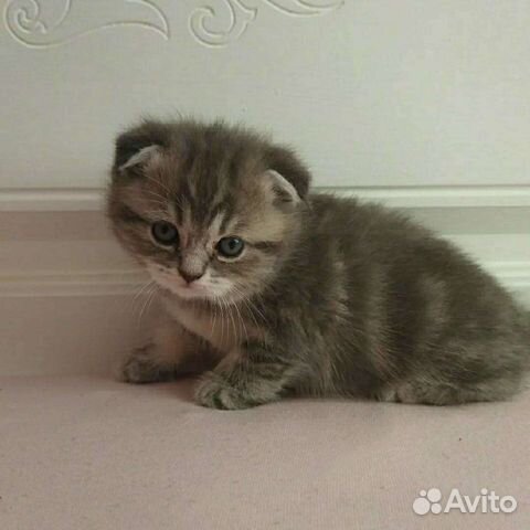 Шотландская вислоухая кошка