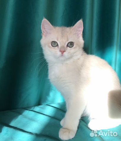 Британские шиншиллы голубое золото