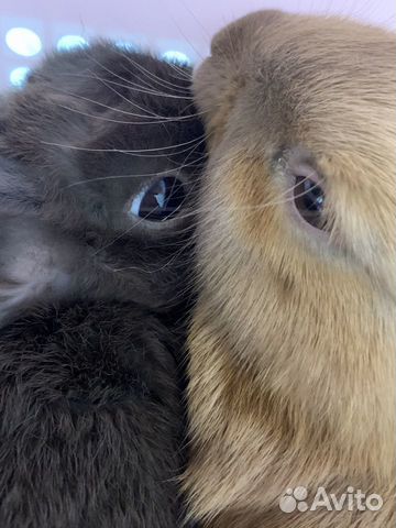 2 декоративных кролика