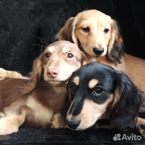 Такса Крем-брюле и другие)