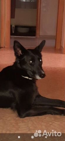 Молоденькая собачка в квартиру бесплатно