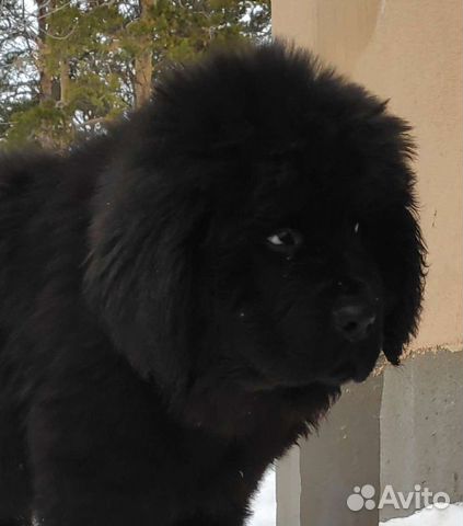 Мальчик ньюфаундленд