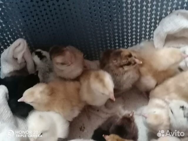 Продам цыплят